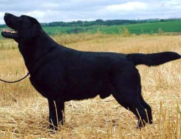 Labrador retriver, vrhunsko leglo