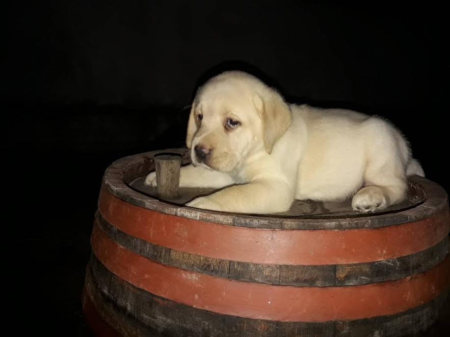 Labrador retriver, štenci