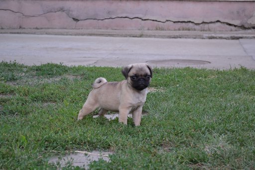 Mops štenci na prodaju