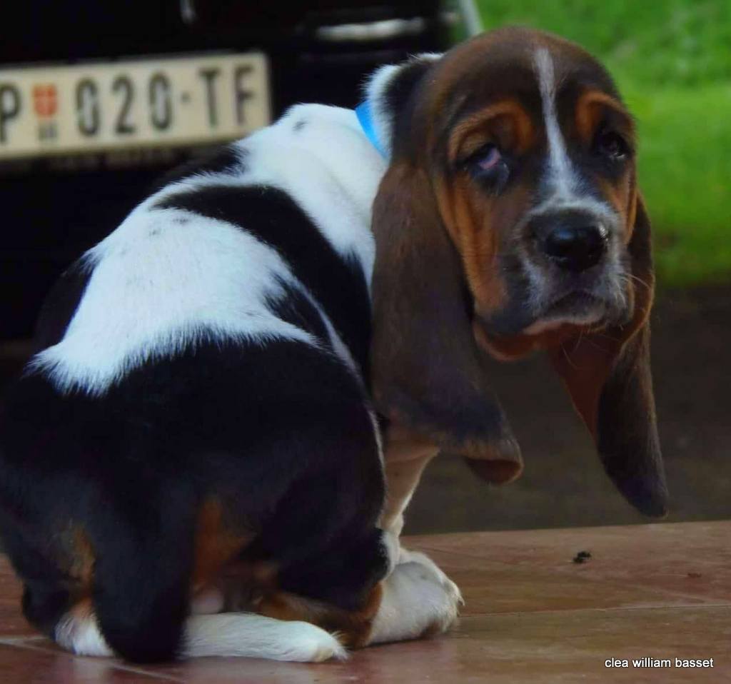 Basset Hound – baset