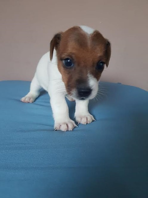 Jack Russell Terrier