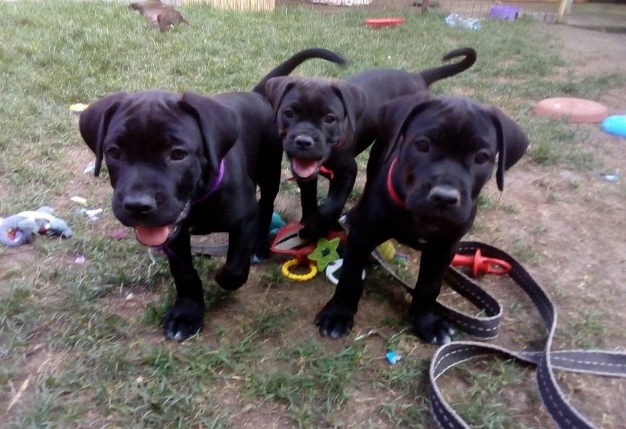 Cane corso stenci na prodaju