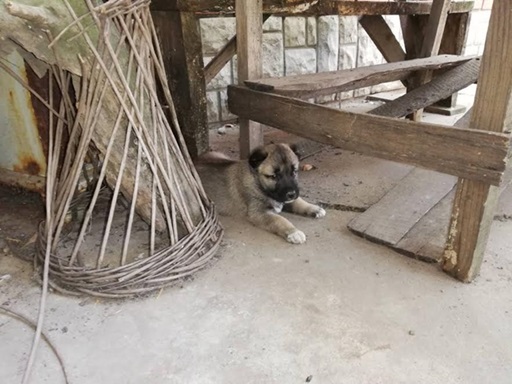 Kangal – Turski pastirski pas