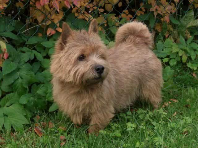 Kern terijer (Cairn terrier) stenad