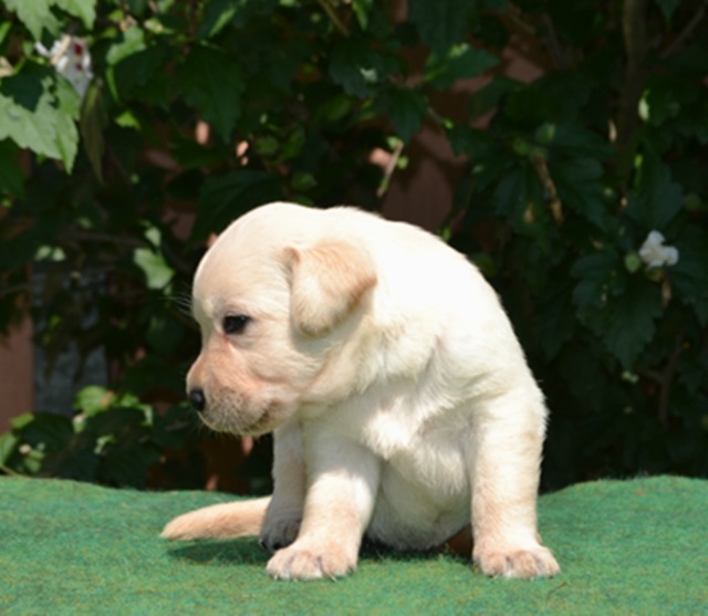 Labrador stenci