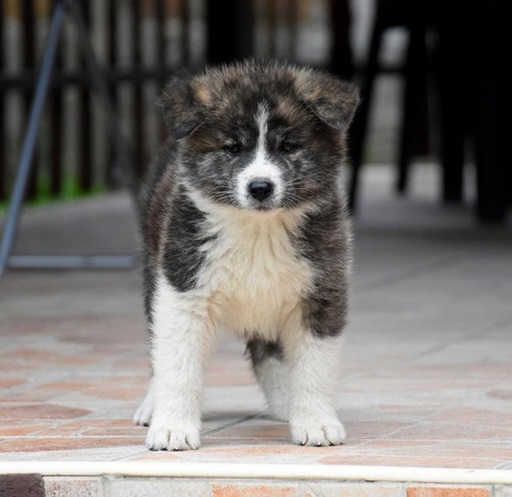 Akita Inu