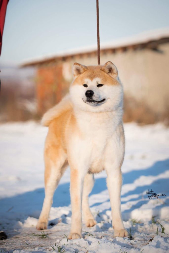 Akita inu, stenci visokog izlozbenog kvaliteta