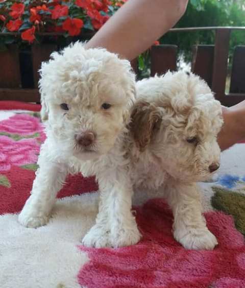 Lagotto Romagnolo, stenci