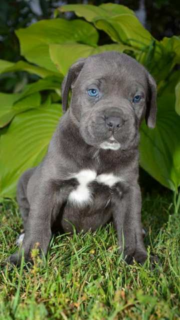 Cane Corso, sivi stenci