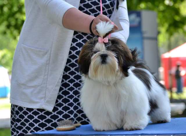 Ši –cu (SHIH TZU), žensko štene