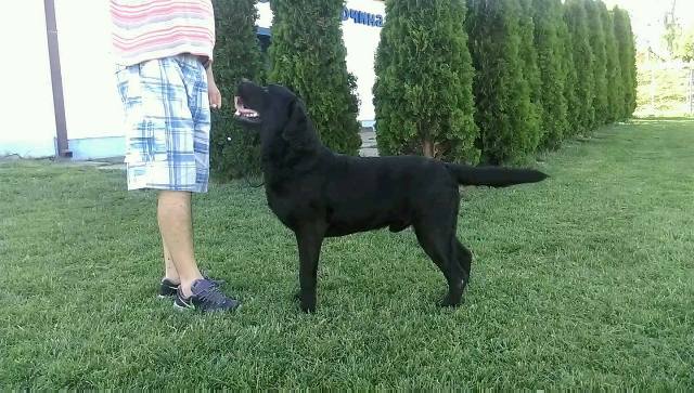 Labrador retriver slobodan za parenje