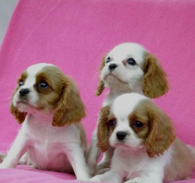 Cavalier King Charles Spaniel stenci