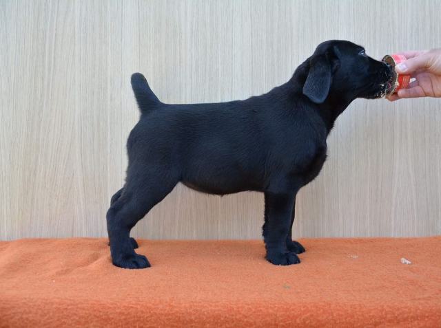 Labrador retriver, stenci