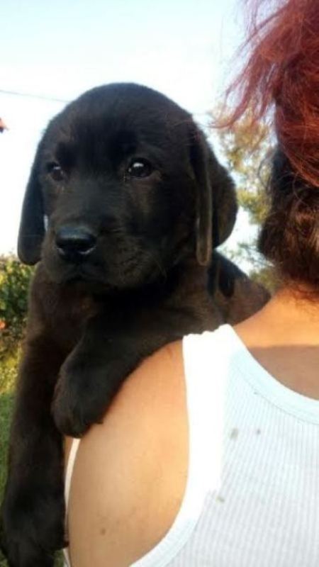 Labrador retriver stenad