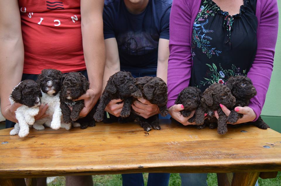 LAGOTTO ROMAGNOLO STENCI