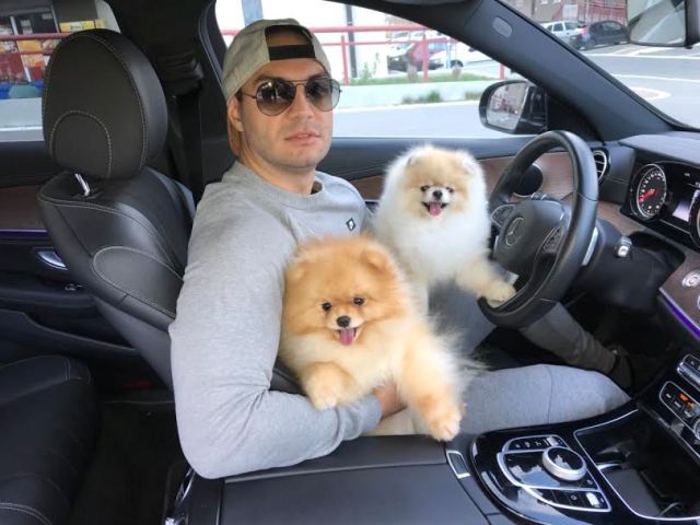 Pomeranac Boo medvedic