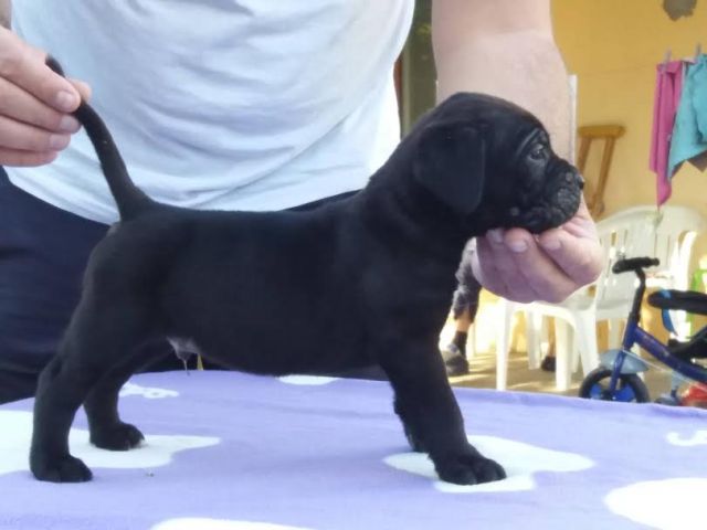 Cane Corso, štenci