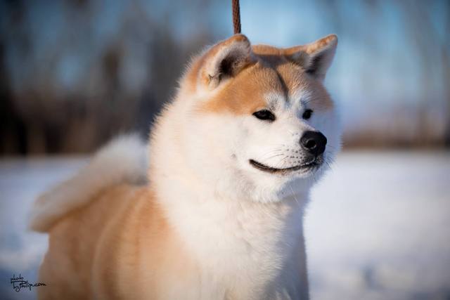 Akita inu