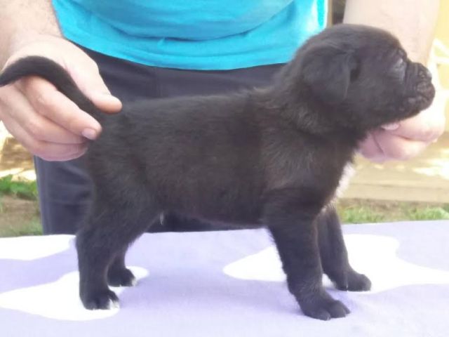 Cane Corso, štenci šampionskog porekla