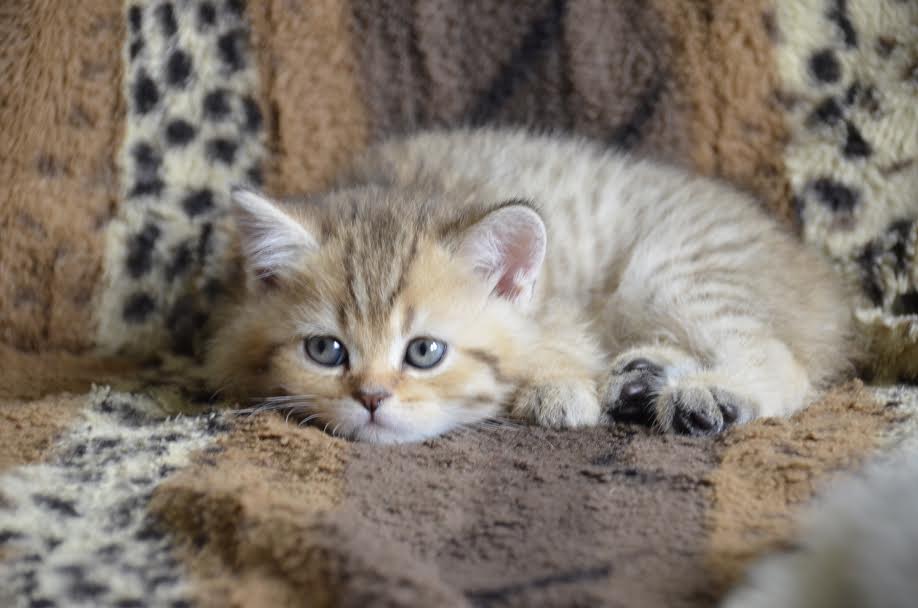 Scottish shorthair mace