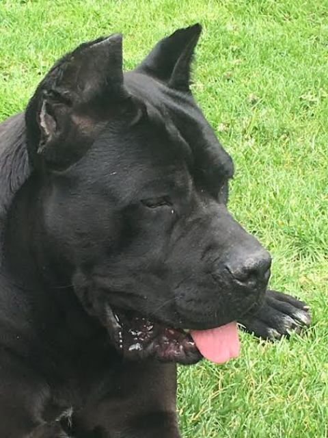 Cane Corso – izvanredan muzjak