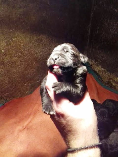 Cane Corso, štenci šampionskog porekla