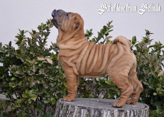 Šar pej ( Shar Pei )