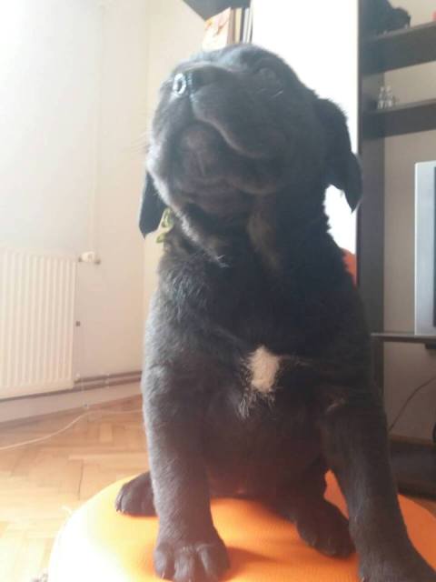 Cane Corso, stenci