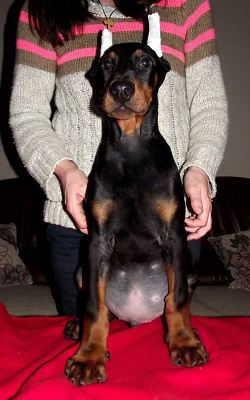 Doberman stenci