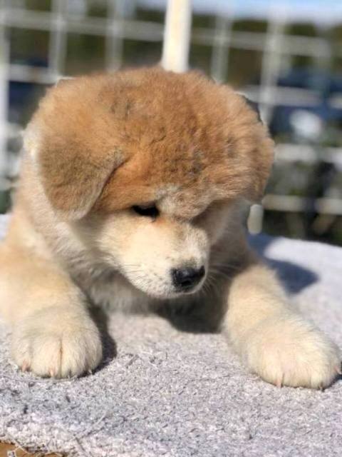 Akita Inu, stenci