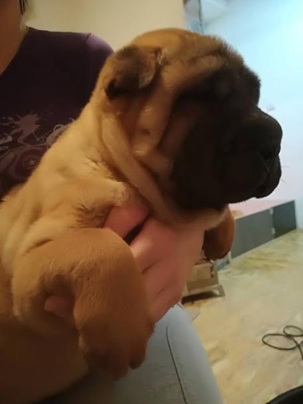 Šar pej (Shar pei) štenci