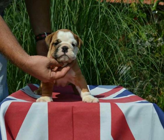 Engleski buldog, štenci