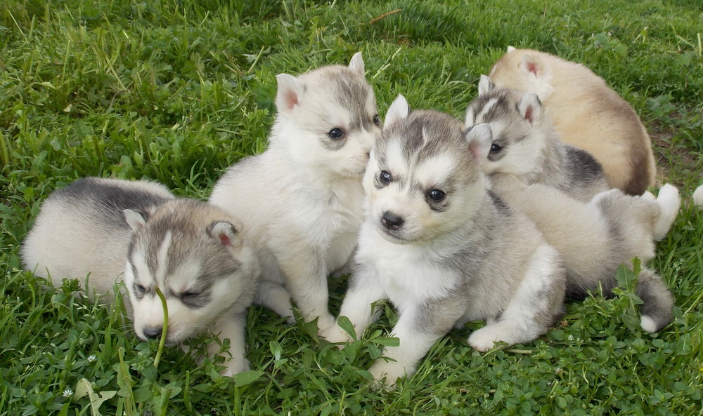 Sibirski Haski – štenci