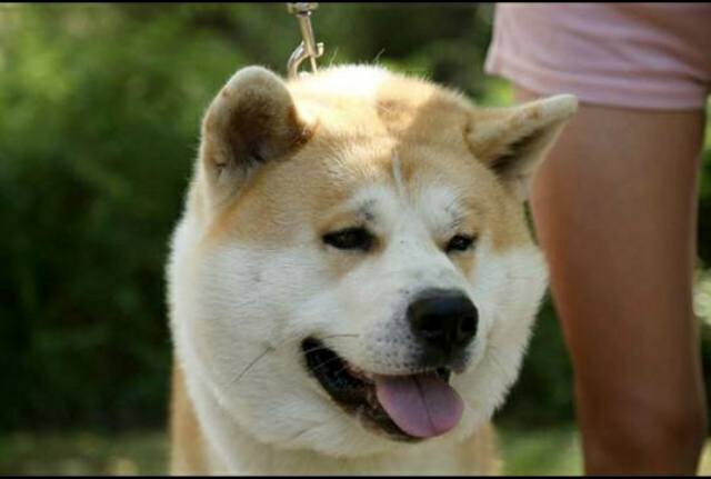 Akita Inu, novo leglo