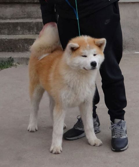 Akita Inu, prelep mužjak