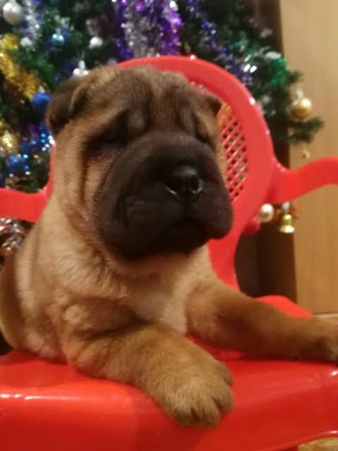 Sar pej (Shar pei) štenci