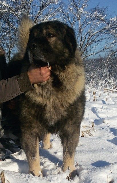 Šarplaninci, odrasli psi i stenci