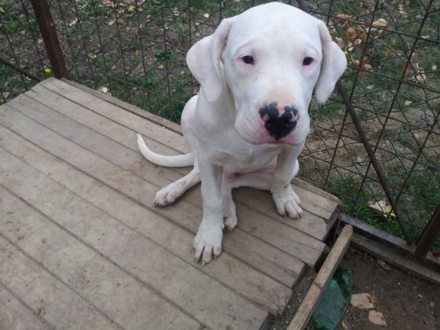 Dogo Argentino, muška štenad