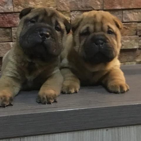 Sar-pej (Shar pei) štenci