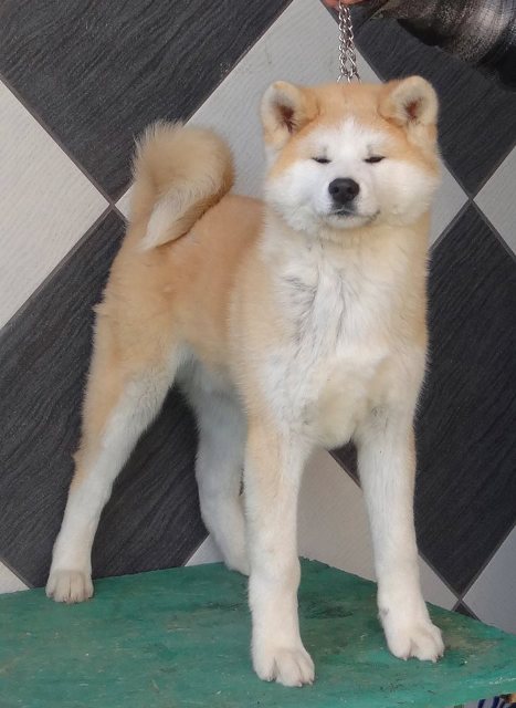 Akita Inu – prelep muzjak