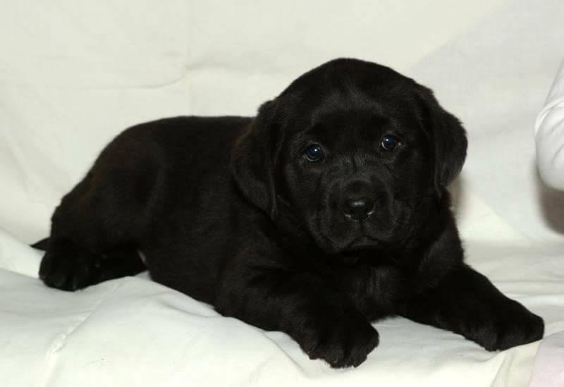 Labrador retriver, izlozbenog potencijala