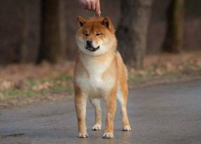 Shiba Inu, rezervacija stenaca