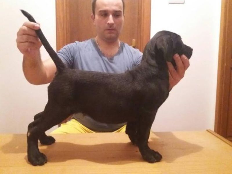 CANE CORSO Vrhunska štenad