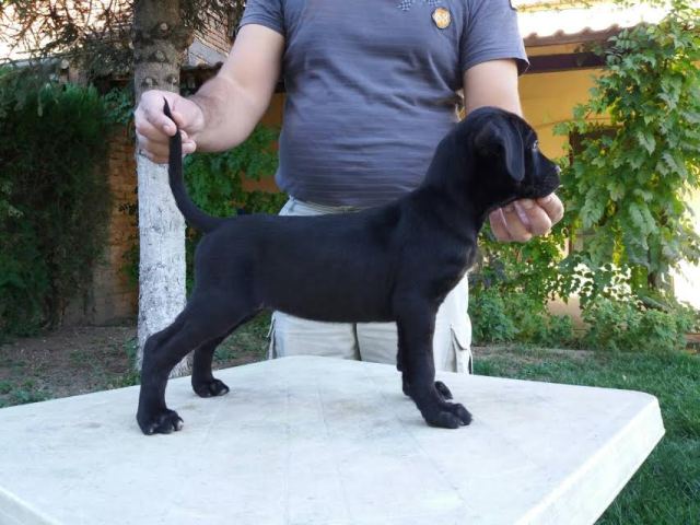 Cane Corso, crno štene