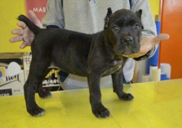 Cane Corso, vrhunsko leglo