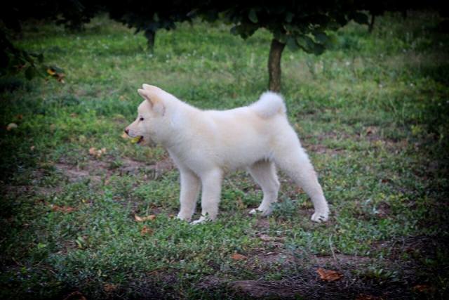 Akita Inu, stenci