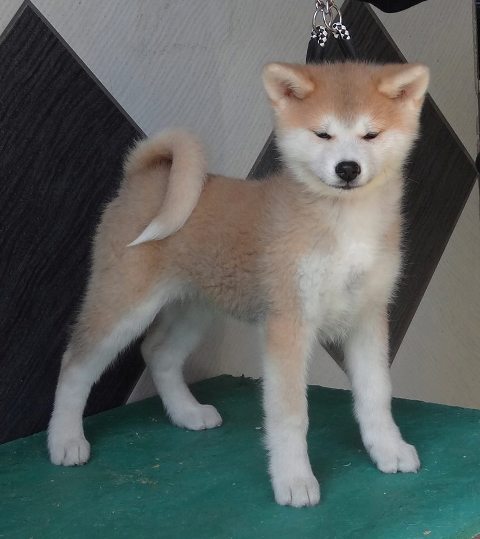 Akita Inu, prelepi štenci