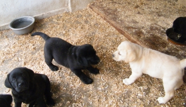 Labrador, vrhunsko leglo