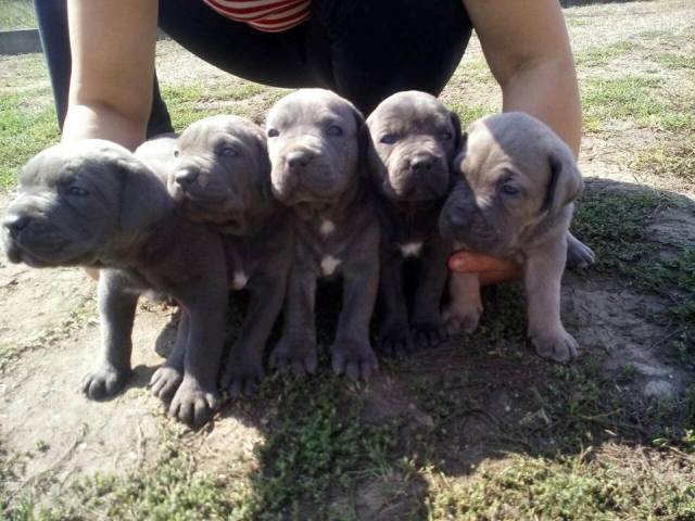 Cane Corso stenci