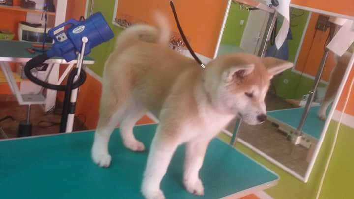 Akita Inu štenci povoljno!